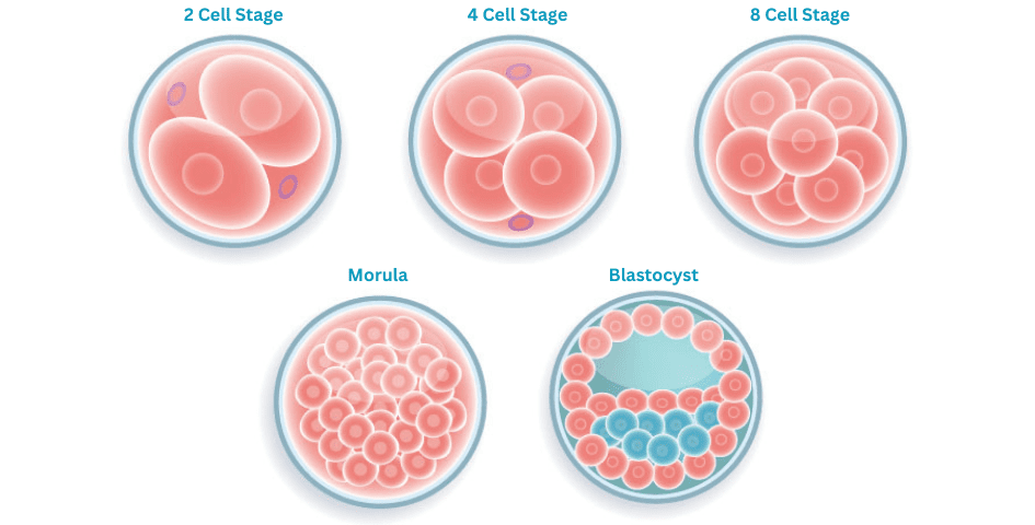 blastocyst ivf